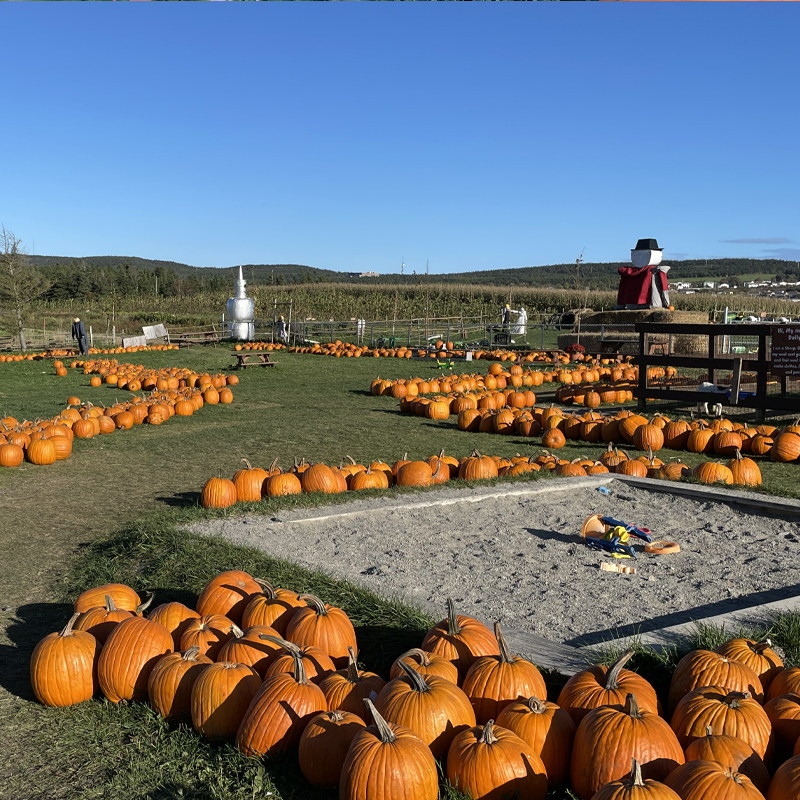 Lester's Farm Market - Home