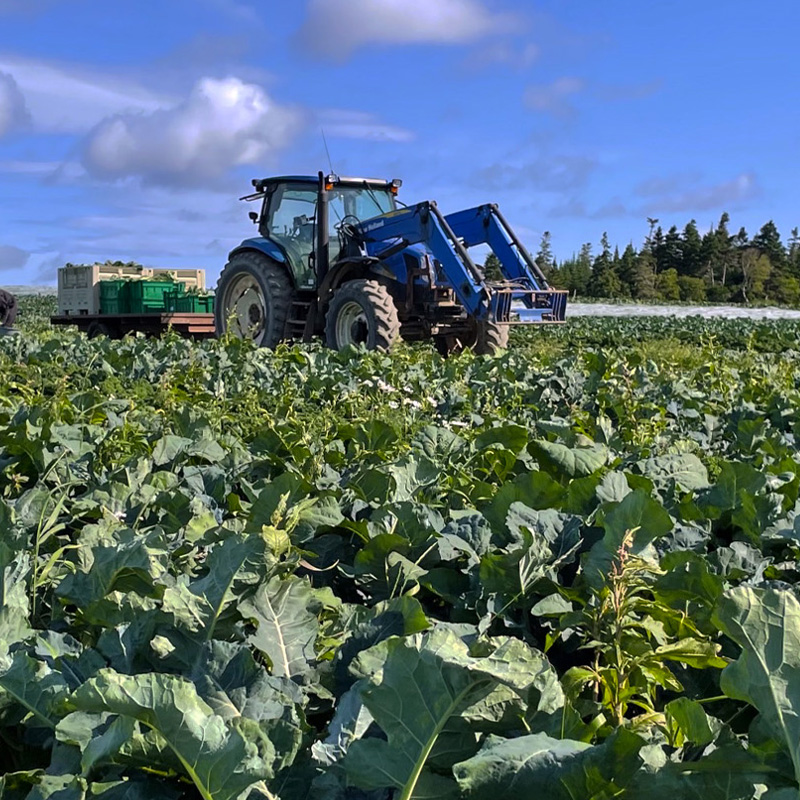 Lester's Farm Market - Home